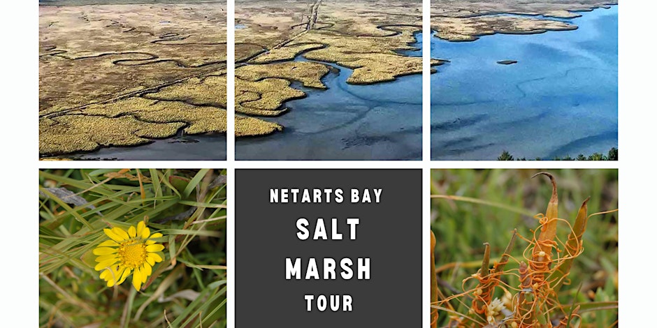 Salt Marsh Tour - Explore Nature